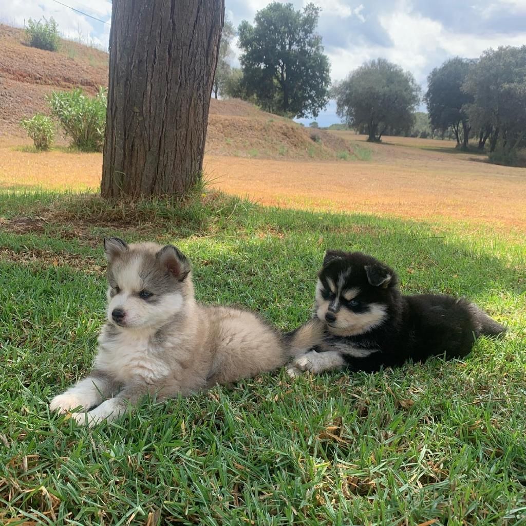 Criadero de perros Pomsky | Mónica Pomskies Catalunya