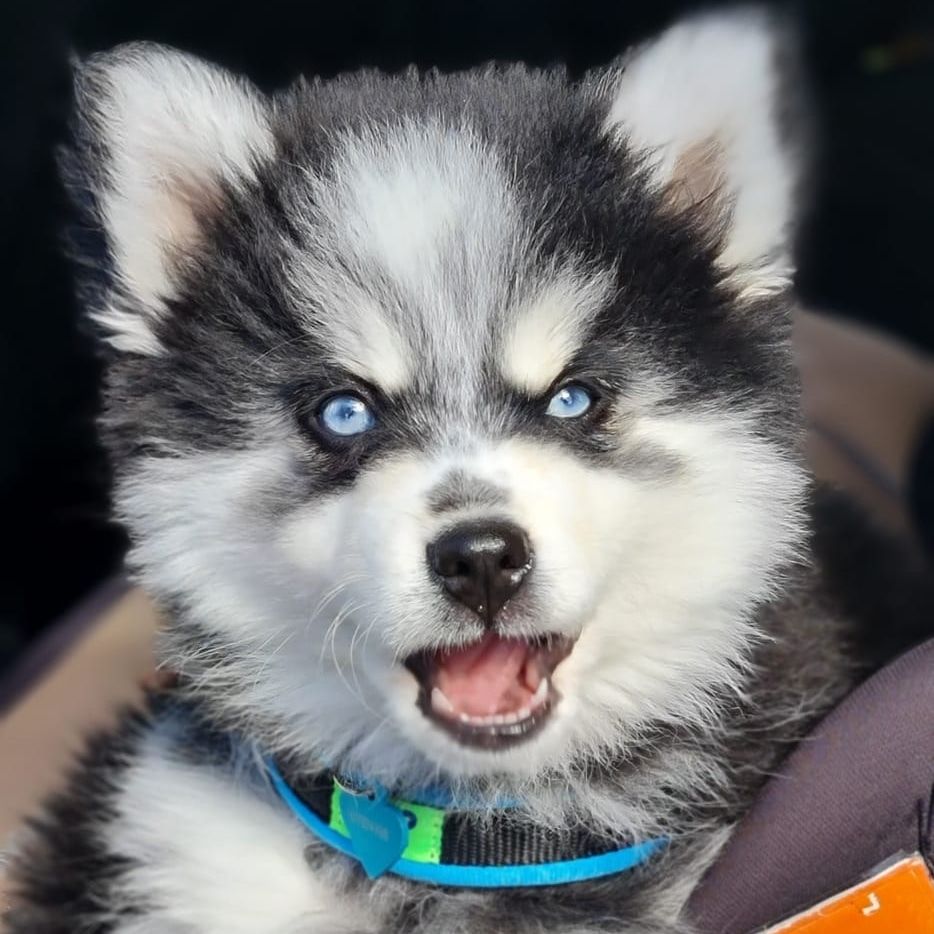 Criadero de perros Pomsky | Mónica Pomskies Catalunya